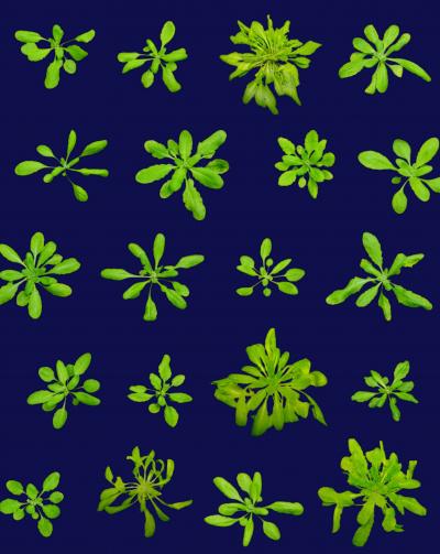 Genetic Diversity Within a Species | EurekAlert!