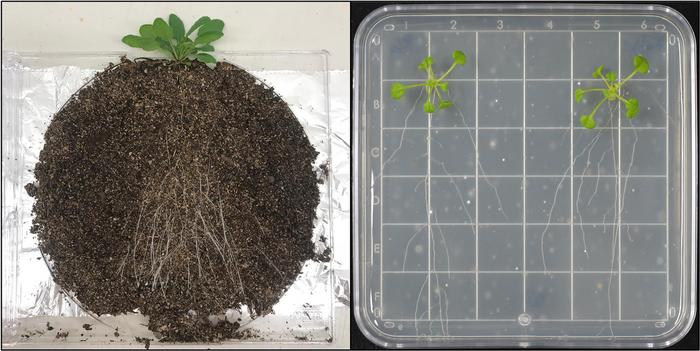 Two growth systems [IMAGE] | EurekAlert! Science News Releases