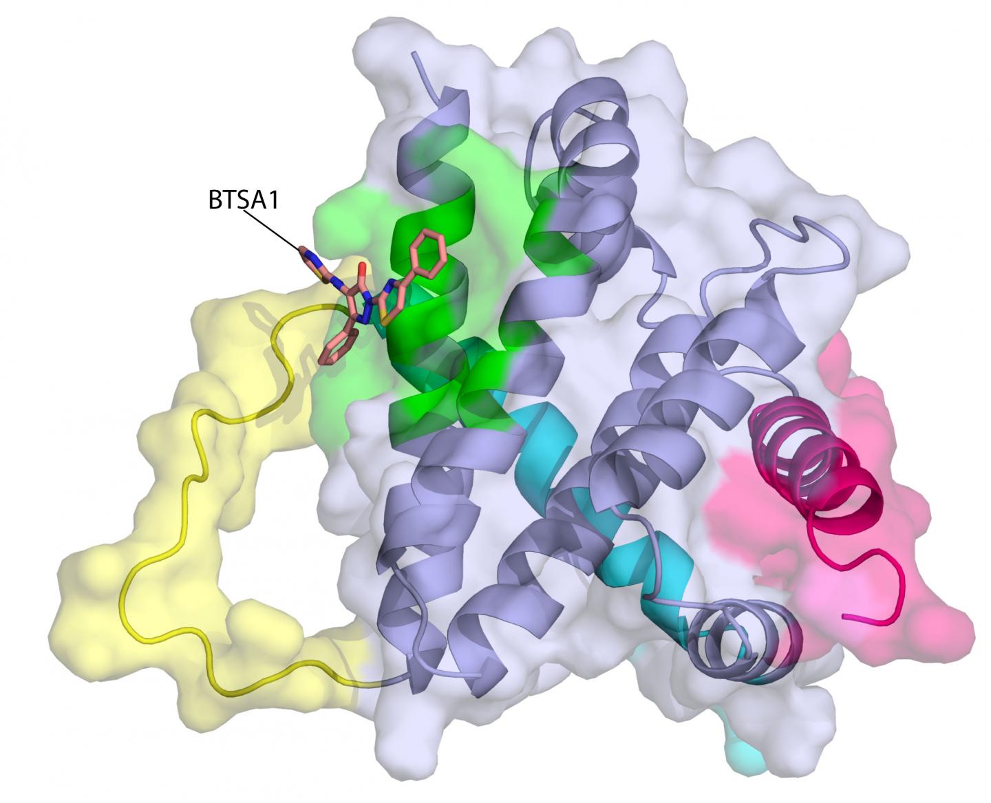 Protein BAX, Activated by BTSA [IMAGE] | EurekAlert! Science News Releases