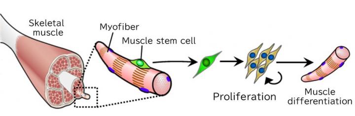 Muscle regeneration [IMAGE] | EurekAlert! Science News Releases