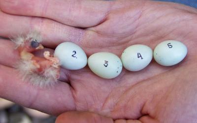 Baby House Finch and Eggs [IMAGE] | EurekAlert! Science News Releases
