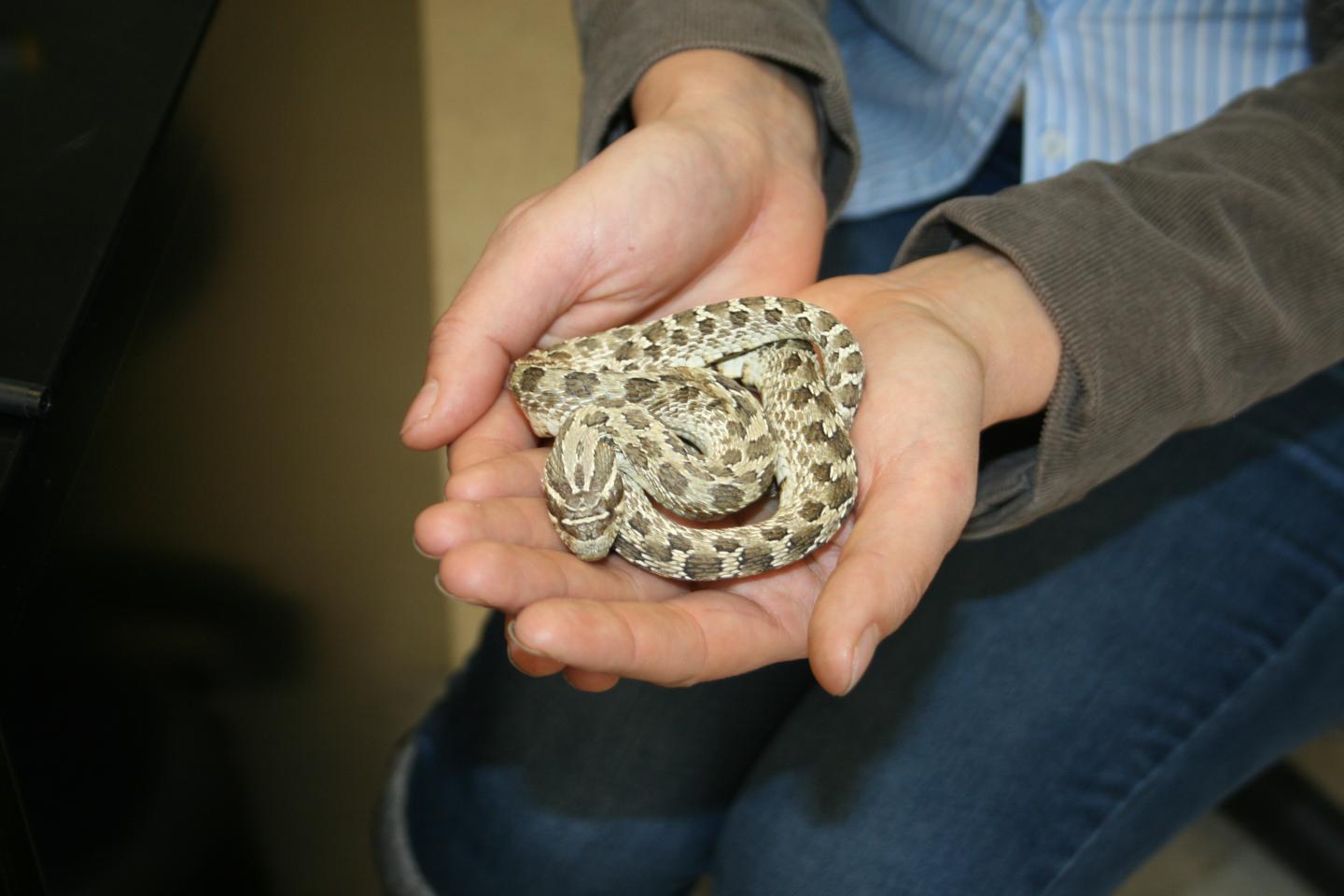 Scientists Find More Snake Spe [IMAGE] | EurekAlert! Science News Releases