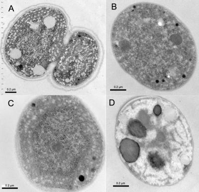 Pushing the Envelope [IMAGE] | EurekAlert! Science News Releases