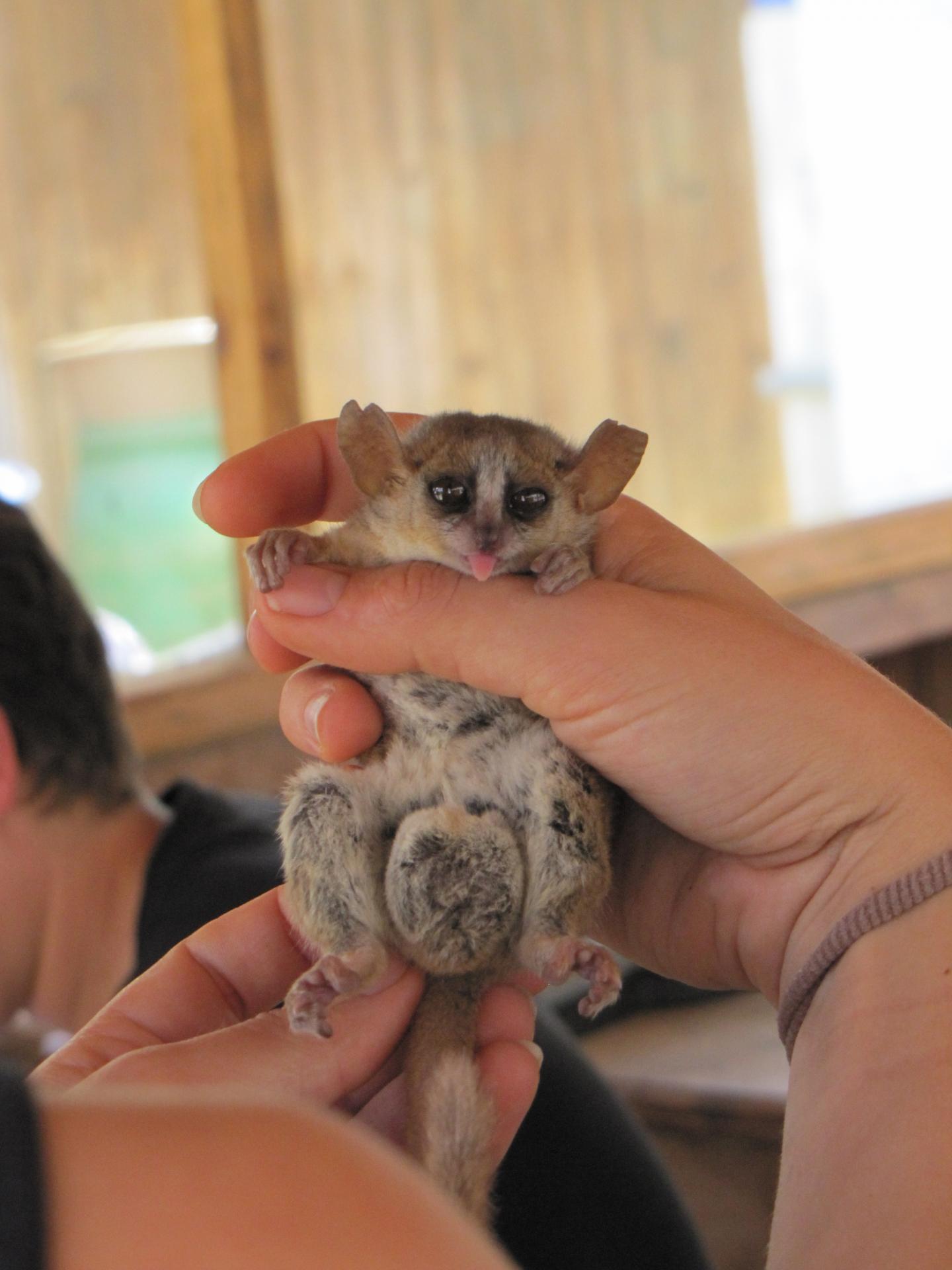 Male Mouse Lemur [IMAGE] | EurekAlert! Science News Releases