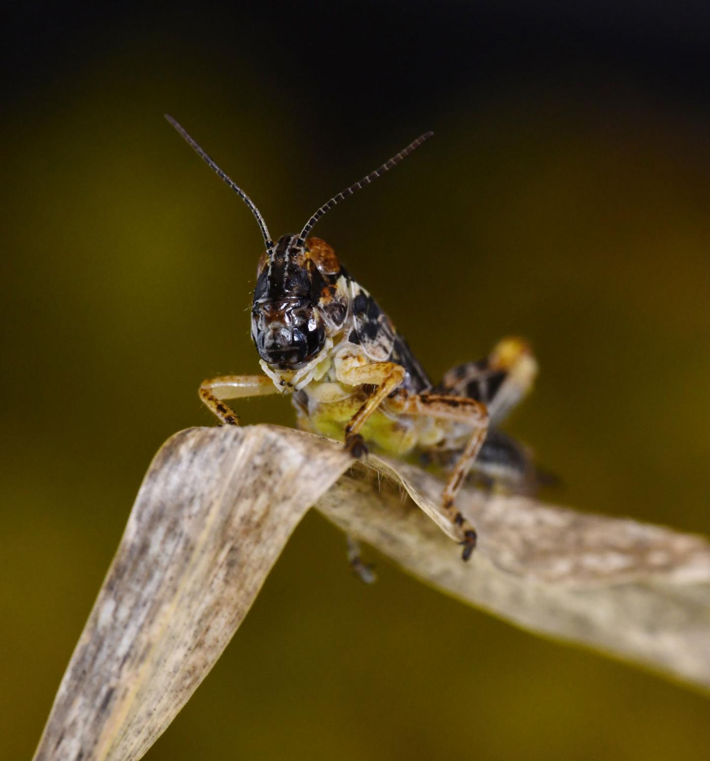 Grasshopper [IMAGE] | EurekAlert! Science News Releases