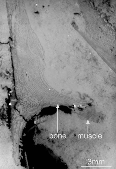 X-ray Scan of the Fossil Fish [IMAGE] | EurekAlert! Science News Releases