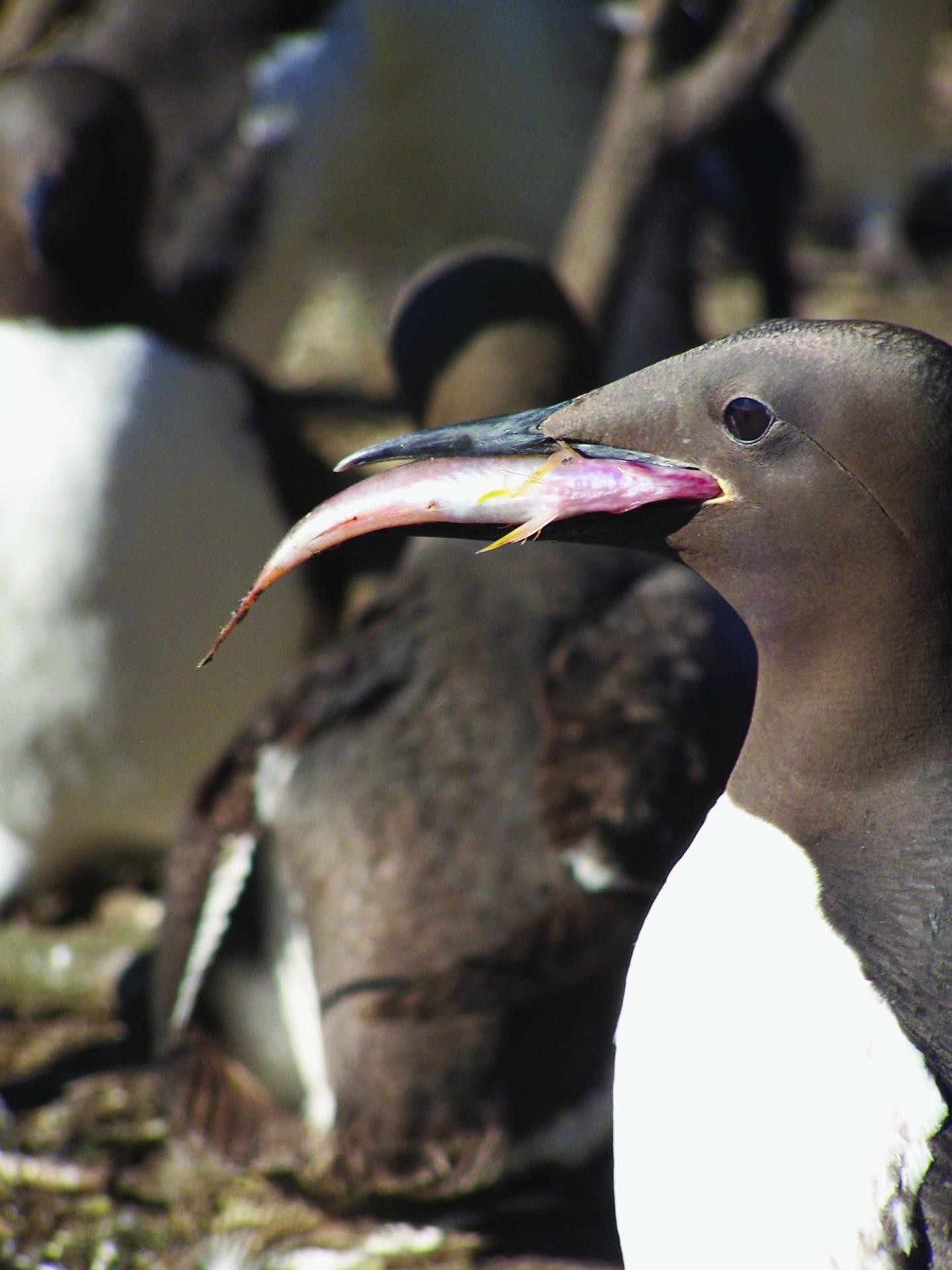 Common Murre [IMAGE] | EurekAlert! Science News Releases