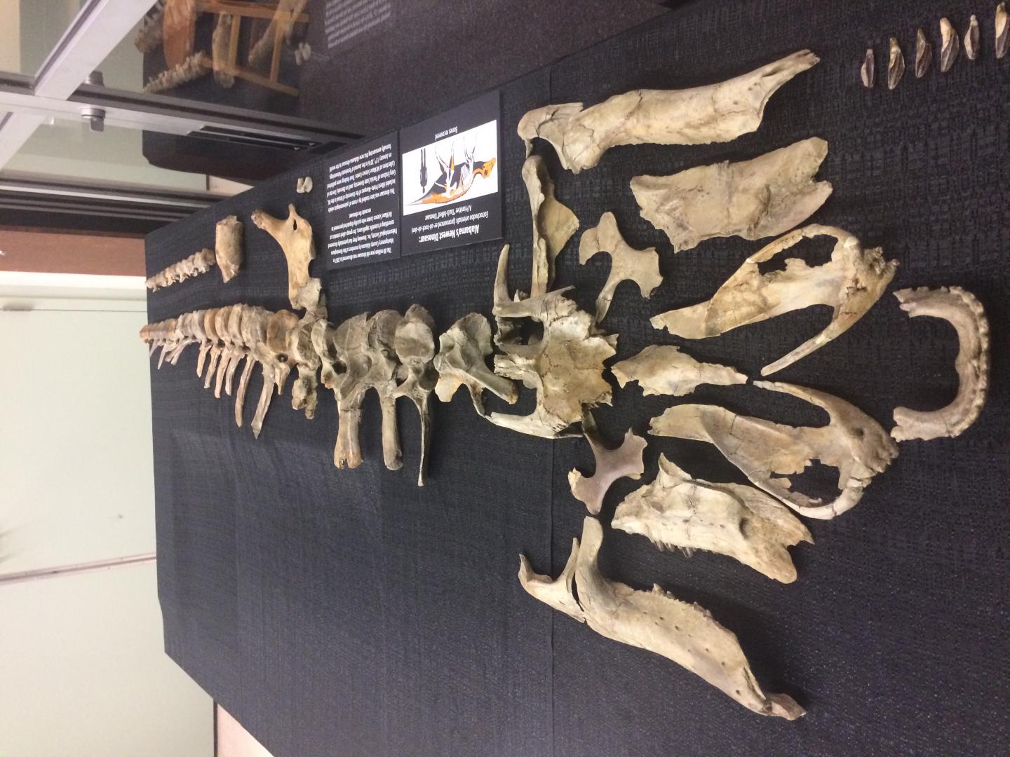 Remains [IMAGE] | EurekAlert! Science News Releases