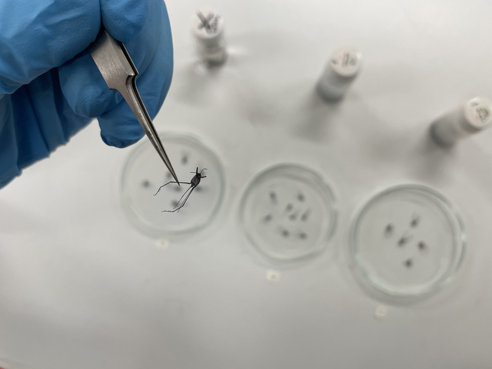 A male Halobates splendens spe [IMAGE] | EurekAlert! Science News Releases