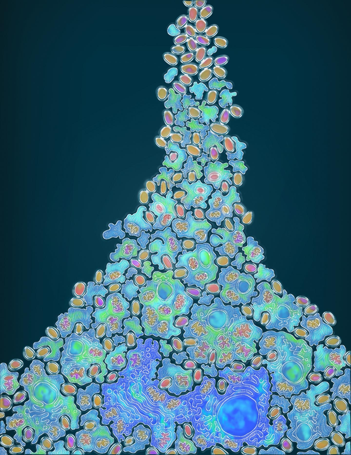 Evolution of Complex Cells [IMAGE] | EurekAlert! Science News Releases