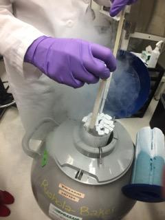 Liquid Nitrogen Storage Of Ste [IMAGE] | EurekAlert! Science News Releases