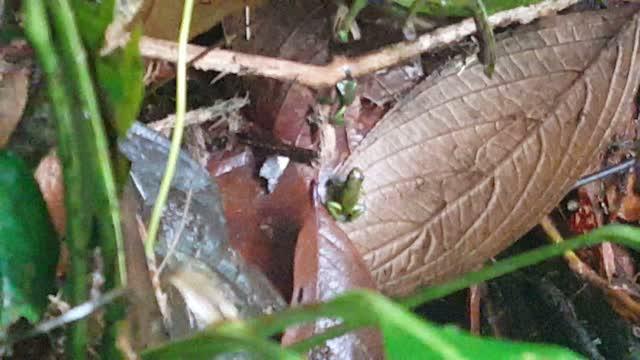 The 'Paradox' of Poisonous Frog Resistance ag | EurekAlert!