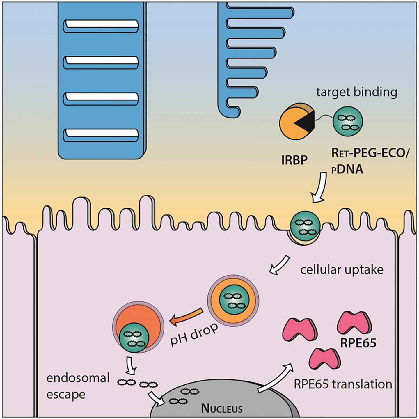 Gene-delivery system prevents vision loss fro | EurekAlert!