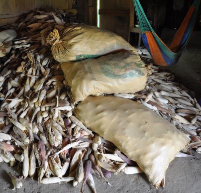 Genetic history of ancient mai [IMAGE] | EurekAlert! Science News Releases