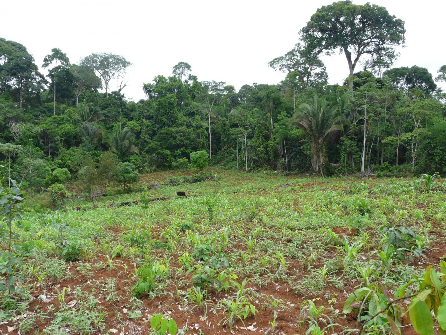 Corn Plantation [IMAGE] | EurekAlert! Science News Releases