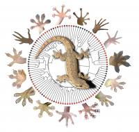 How sticky toepads evolved in geckos and what | EurekAlert!