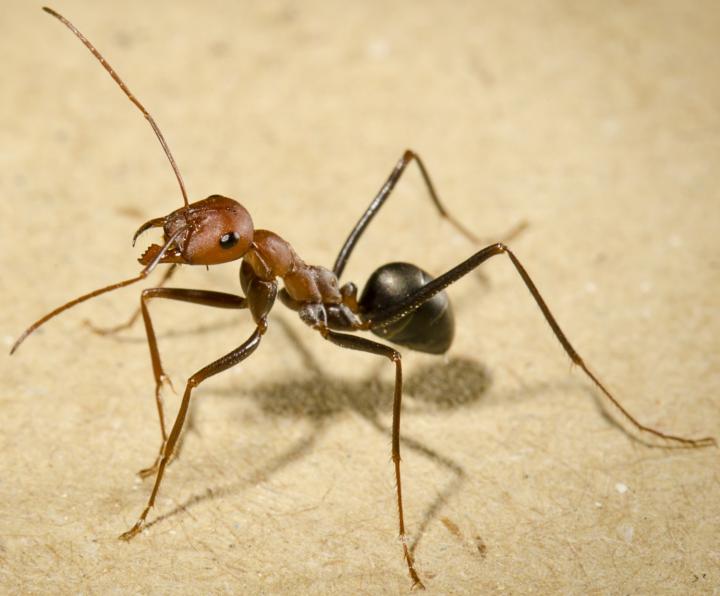 Forager Ant [IMAGE] | EurekAlert! Science News Releases