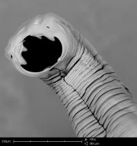 Worm spit -- it's worth bottling | EurekAlert!
