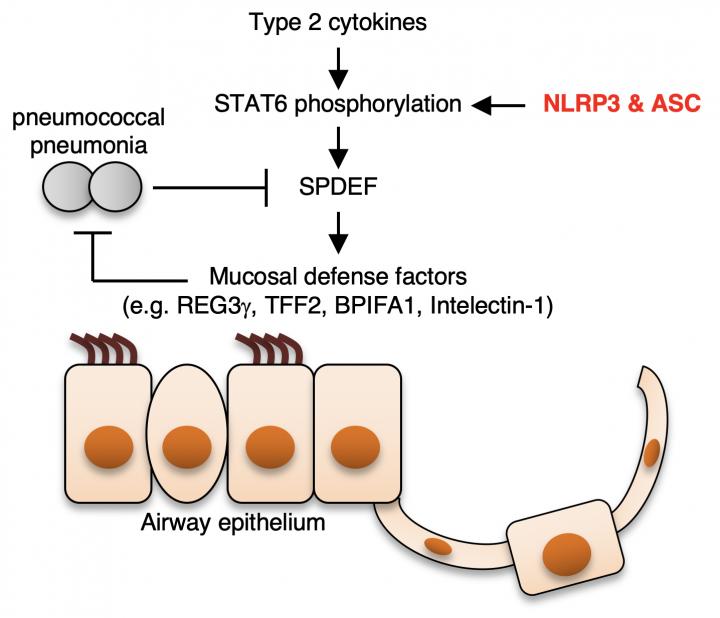 Figure 2 [IMAGE] | EurekAlert! Science News Releases