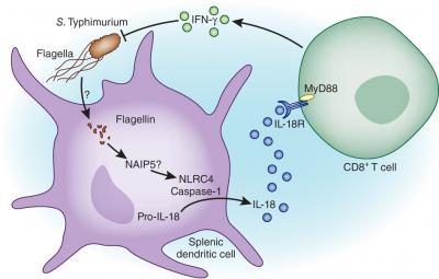 Flagellin [IMAGE] | EurekAlert! Science News Releases
