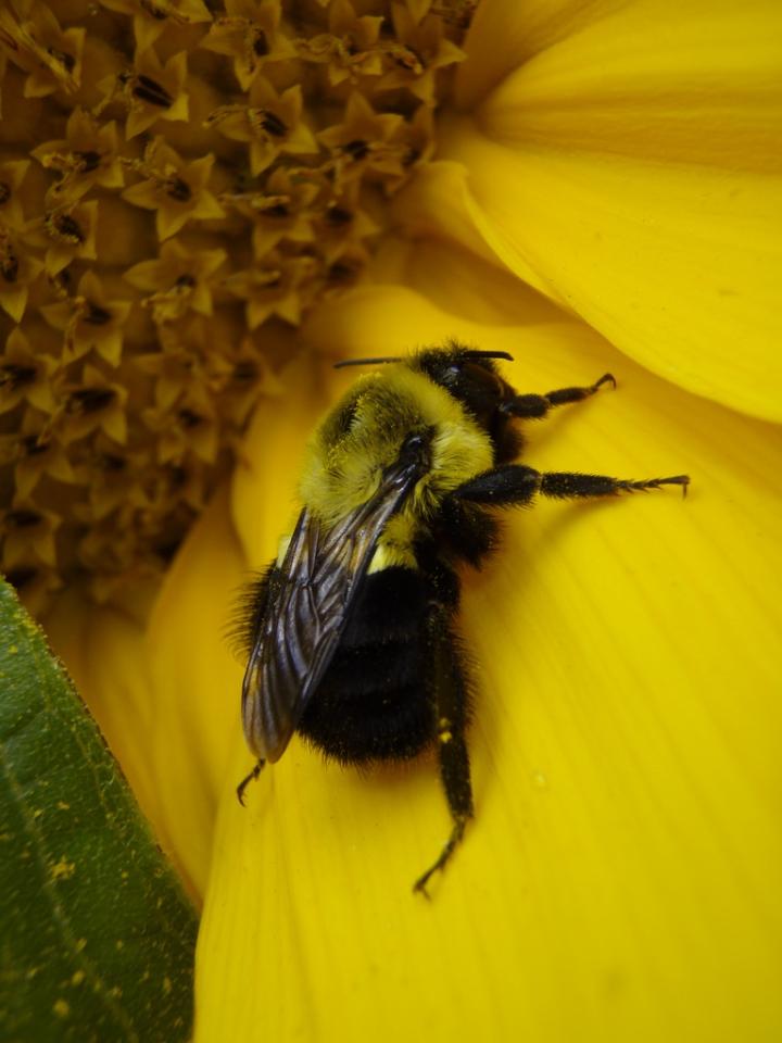 Bumblebee Queen -2 [IMAGE] | EurekAlert! Science News Releases