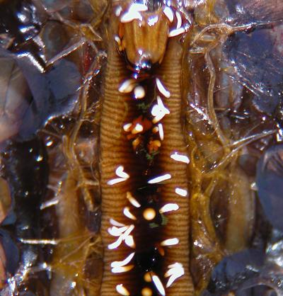 Microscope Picture [IMAGE] | EurekAlert! Science News Releases