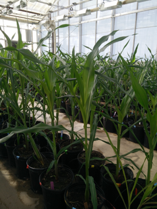 Maize and Teosinte [IMAGE] | EurekAlert! Science News Releases
