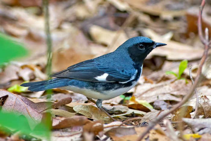 Black-throated Blue Warbler [IMAGE] | EurekAlert! Science News Releases