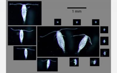 Stages of Copepod [IMAGE] | EurekAlert! Science News Releases