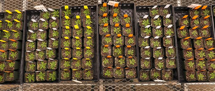Arabidopsis seedlings [IMAGE] | EurekAlert! Science News Releases