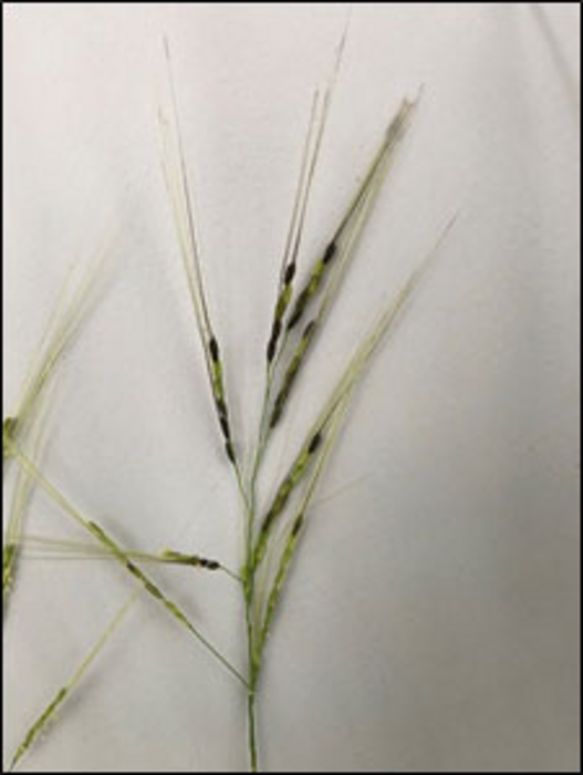 Figure 5: Panicle shape in wil [IMAGE] | EurekAlert! Science News Releases