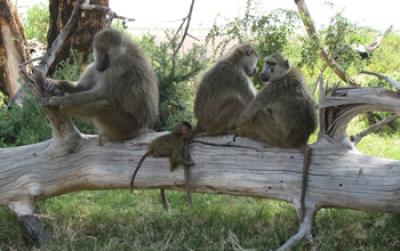 Baboons Resting on a Log near [IMAGE] | EurekAlert! Science News Releases