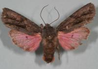 Biologist discovers pink-winged moth in Chiri | EurekAlert!
