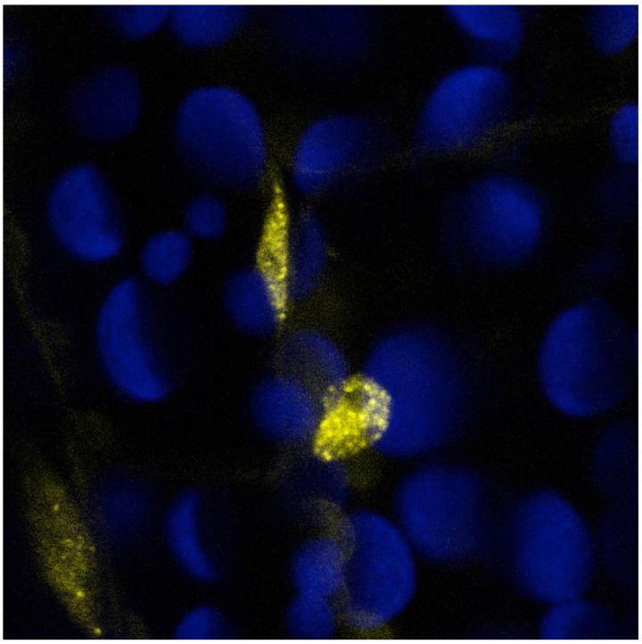 Here Comes the Sun: Cellular S [IMAGE] | EurekAlert! Science News Releases