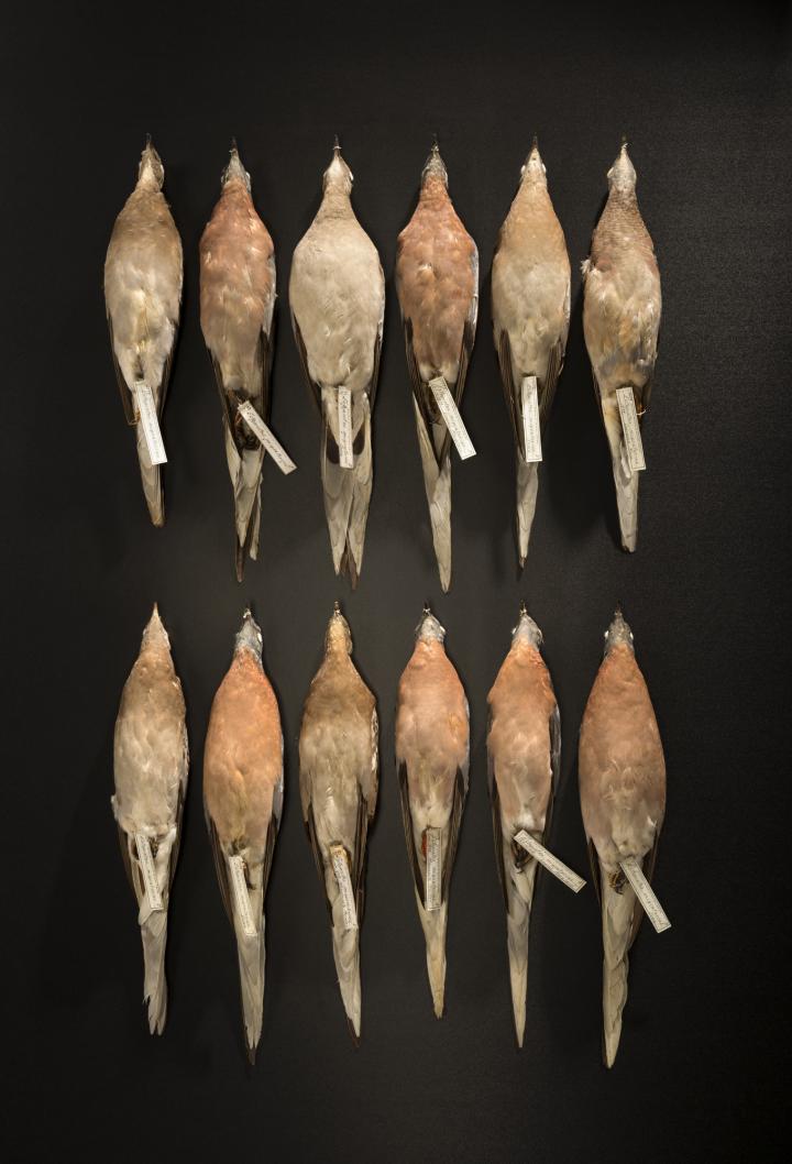 Passenger Pigeon Case Study: H [IMAGE] | EurekAlert! Science News Releases