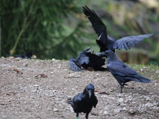 Ravens Fight [IMAGE] | EurekAlert! Science News Releases