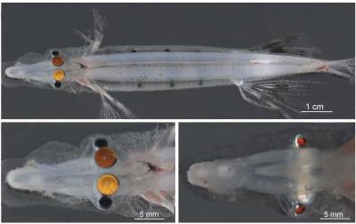 Several Views of the Spookfish [IMAGE] | EurekAlert! Science News Releases