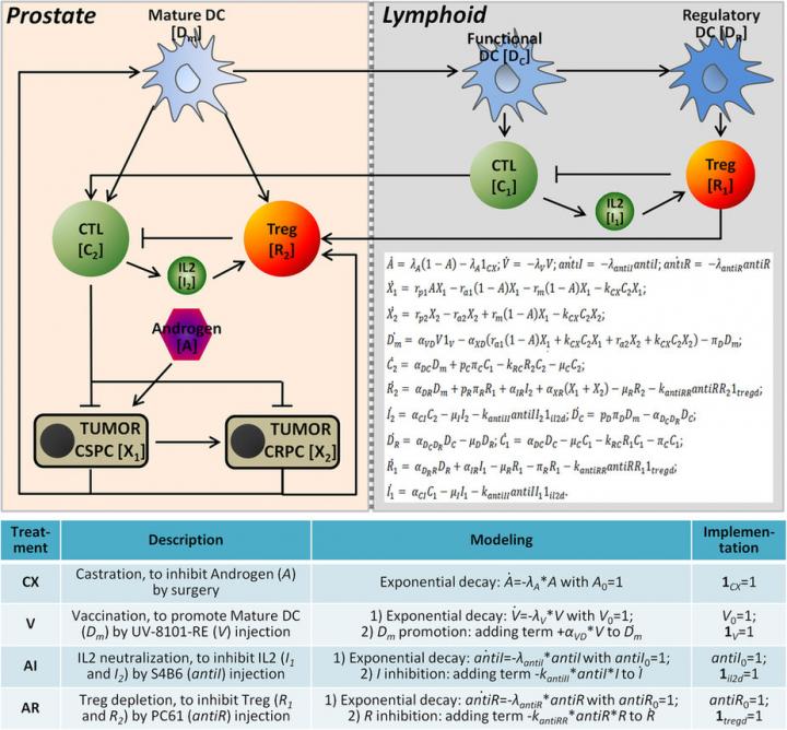 Immunotherapy and Prostate Can [IMAGE] | EurekAlert! Science News Releases
