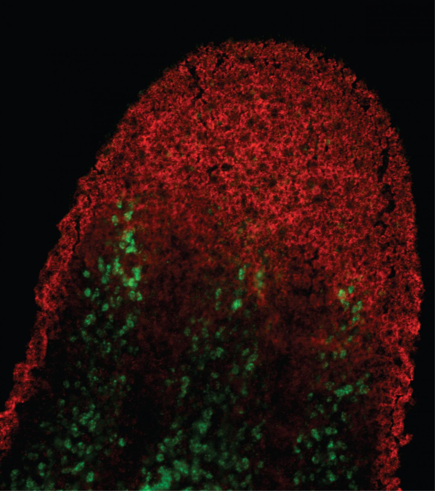 Planarian Stem Cell Population [IMAGE] | EurekAlert! Science News Releases