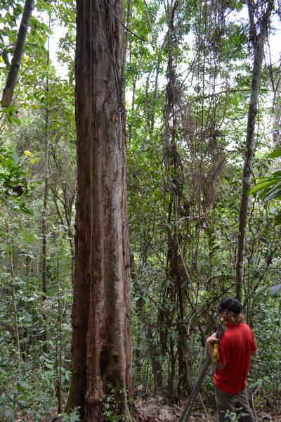 Fluted Trunk of Pau-brasil [IMAGE] | EurekAlert! Science News Releases