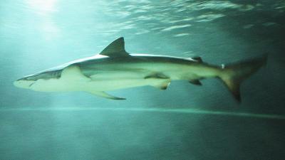 Copper Shark ( Carcharhinus [IMAGE] | EurekAlert! Science News Releases