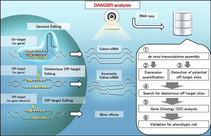 Scheme of safety evaluation by [IMAGE] | EurekAlert! Science News Releases