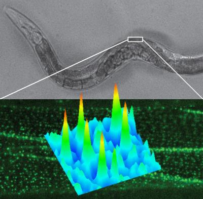 Single-Molecule Imaging [IMAGE] | EurekAlert! Science News Releases