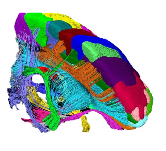 OIST joins Japan's Brain/MINDS Project | EurekAlert!