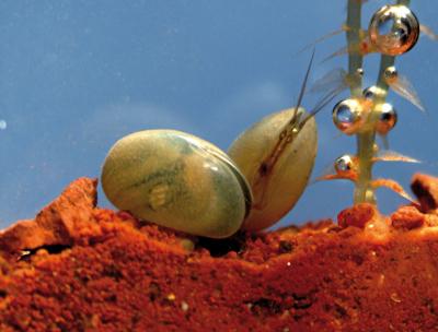 Ostracoda [IMAGE] | EurekAlert! Science News Releases