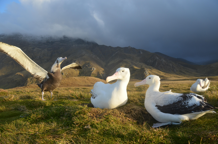 Albatross juvenile [IMAGE] | EurekAlert! Science News Releases