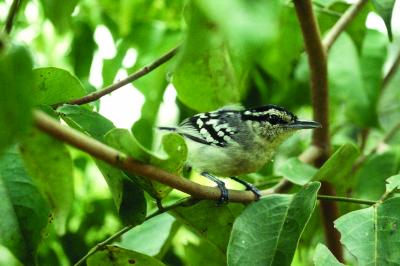 New Species of Neotropical Bir [IMAGE] | EurekAlert! Science News Releases