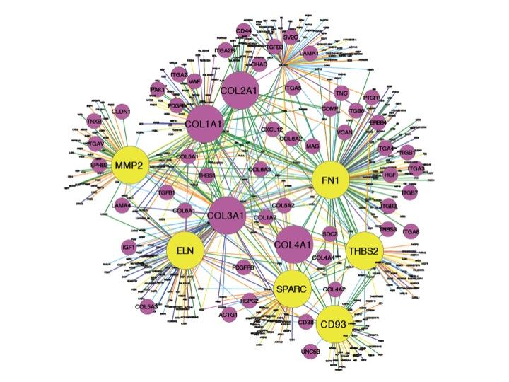 Common Networks [IMAGE] | EurekAlert! Science News Releases