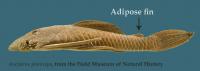 New fins evolve repeatedly in teleost fishes | EurekAlert!