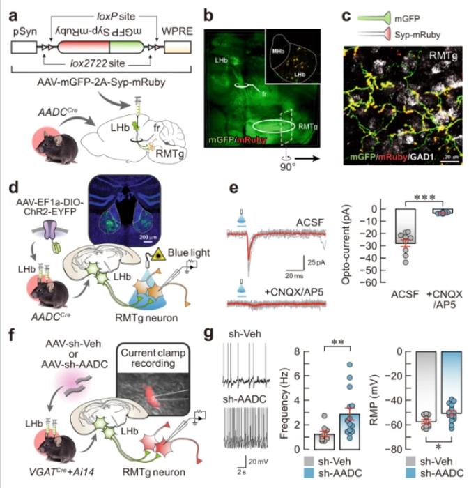 Fig. 4: LHb D-neurons innervat [IMAGE] | EurekAlert! Science News Releases